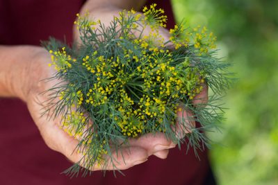 The Delicious Dill Plant and Its Many Uses - Countryside